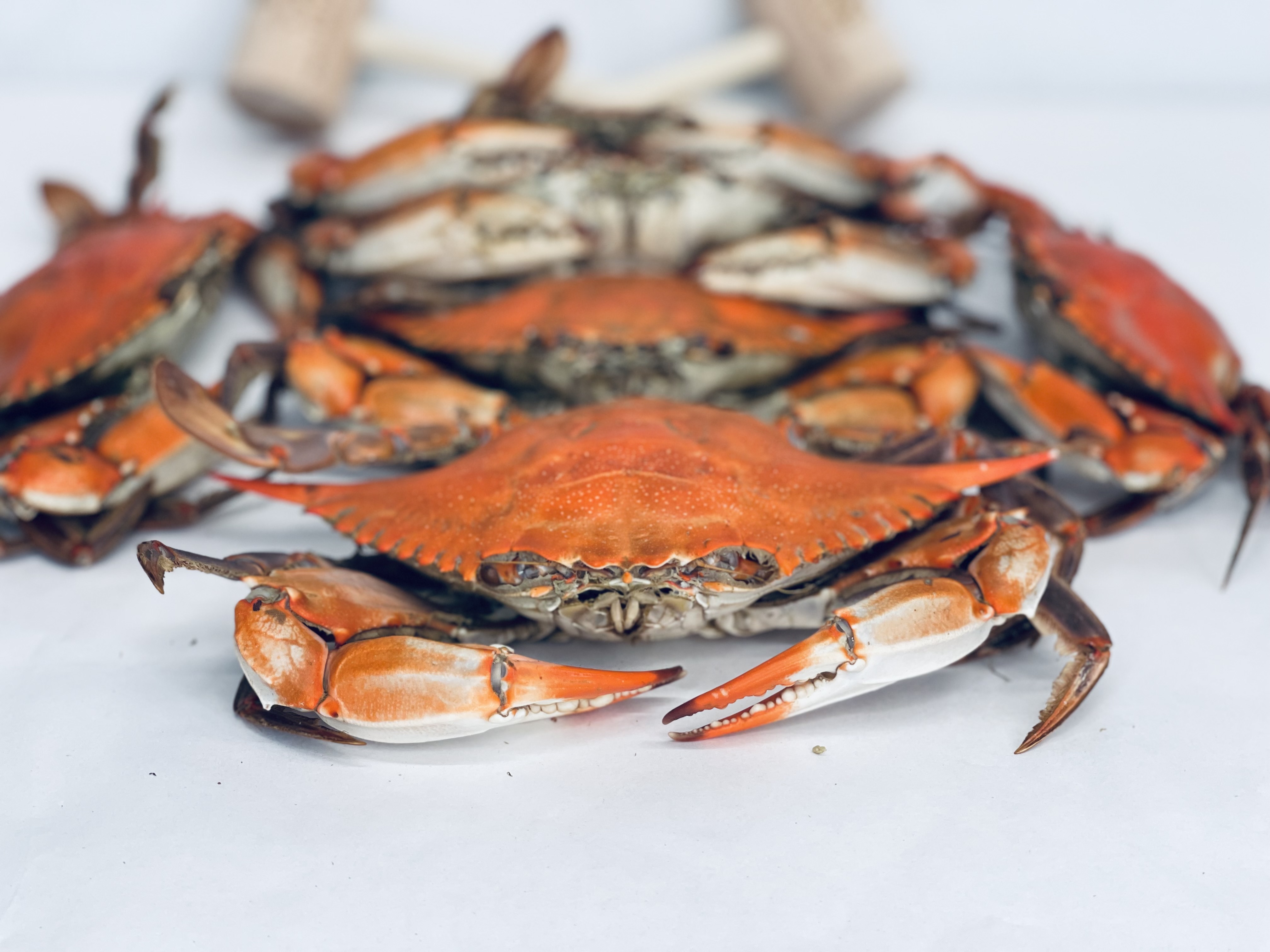 Large Female Hard Crabs | Fresh Maryland Crabs | Crab Dynasty