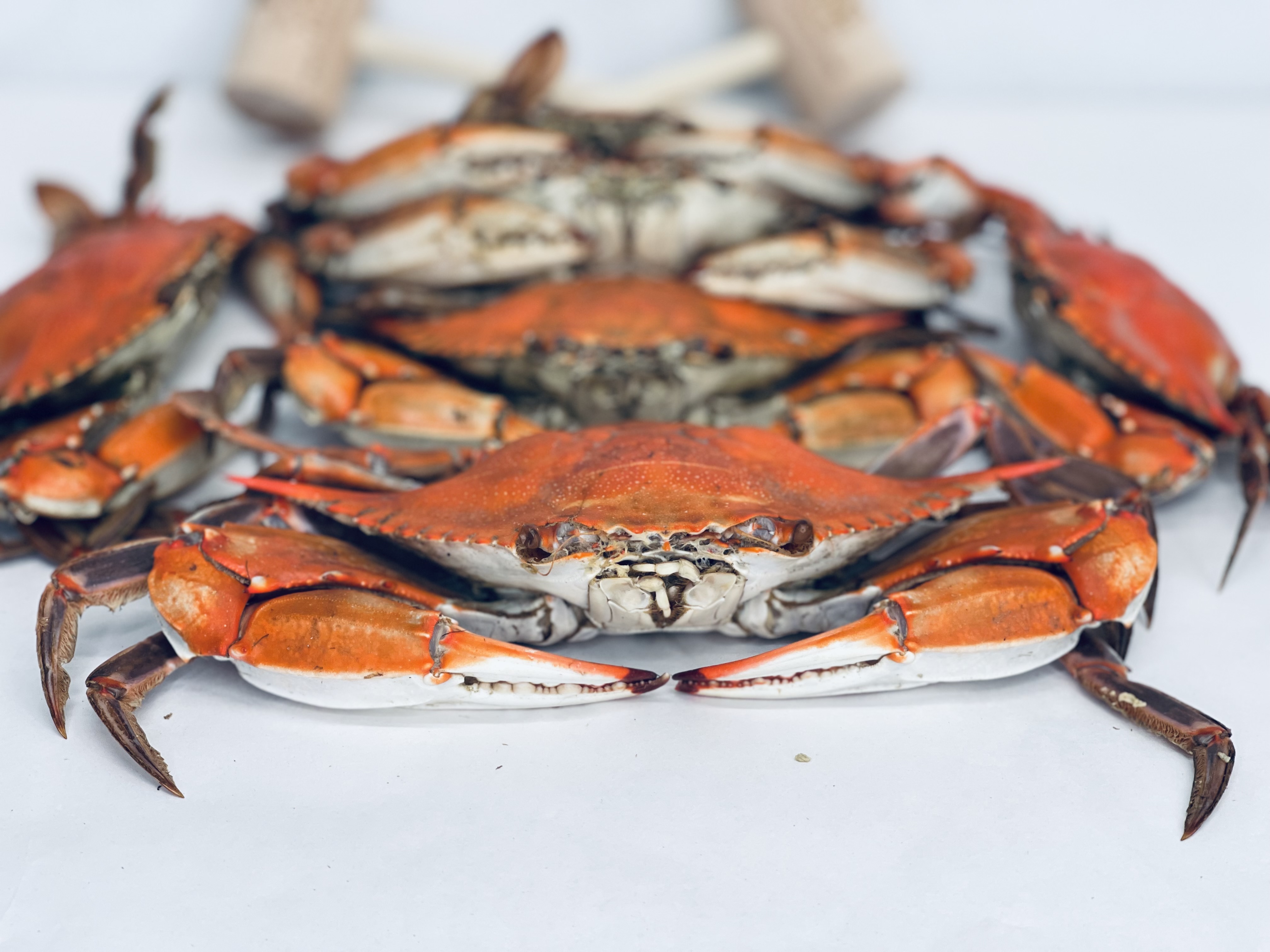 Jumbo Male Hard Crabs | Fresh Maryland Crabs | Crab Dynasty