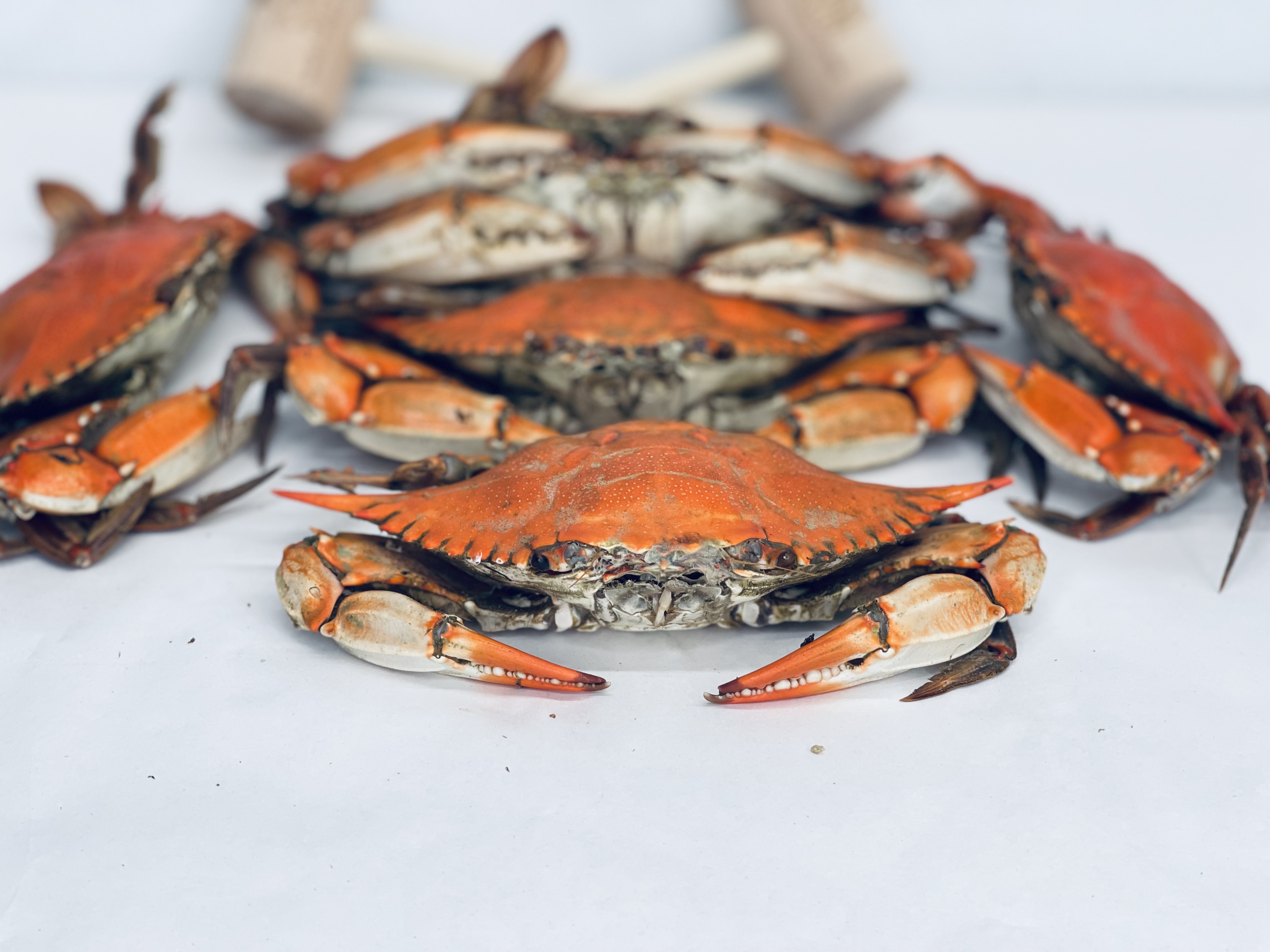 Medium Female Hard Crabs | Fresh Maryland Crabs | Crab Dynasty