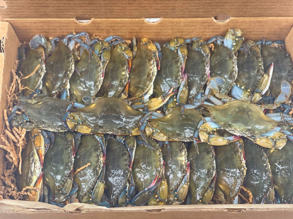 Live Soft Shell Crawfish