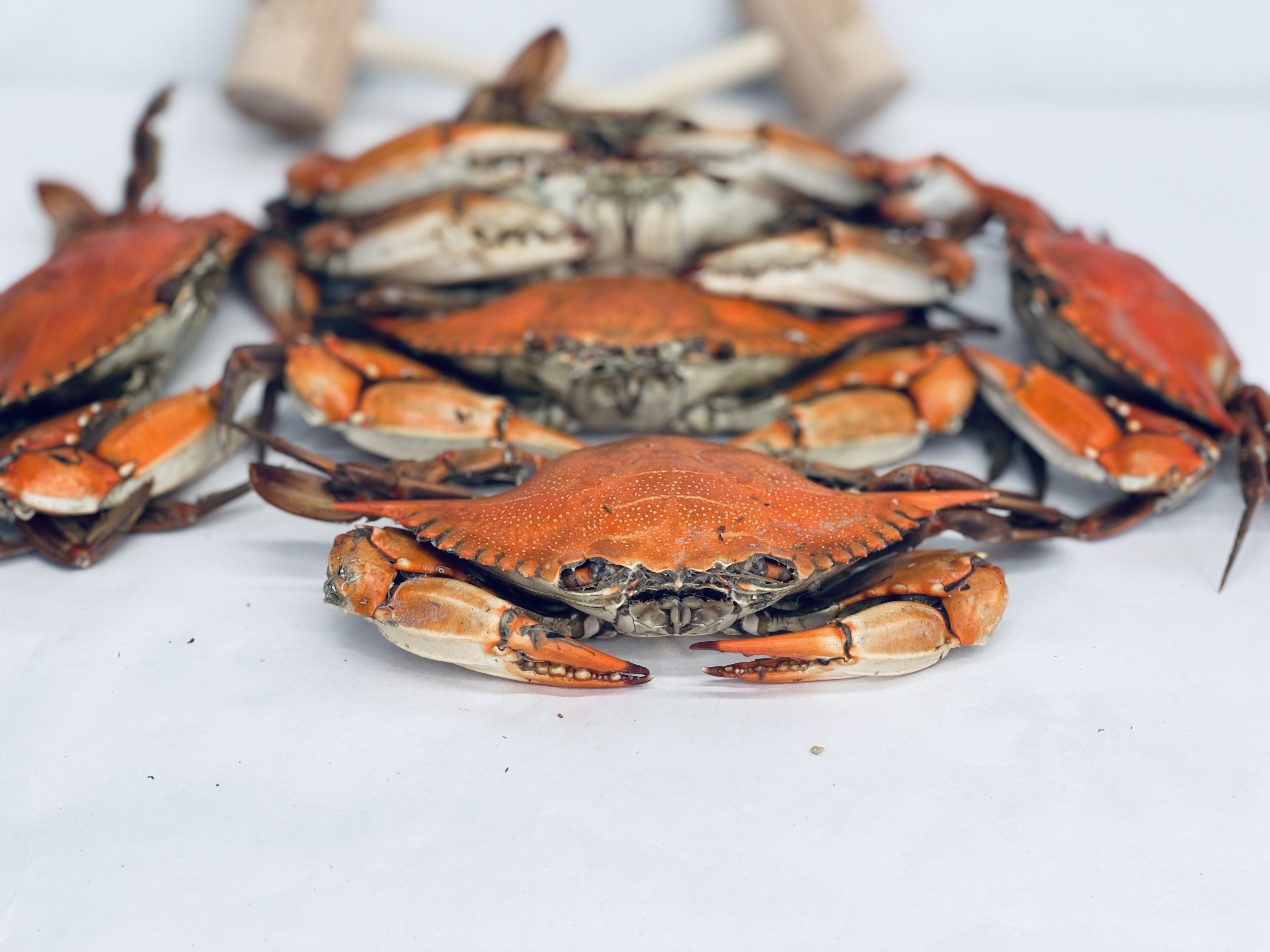 Standard Female Hard Crabs | Fresh Maryland Crabs | Crab Dynasty