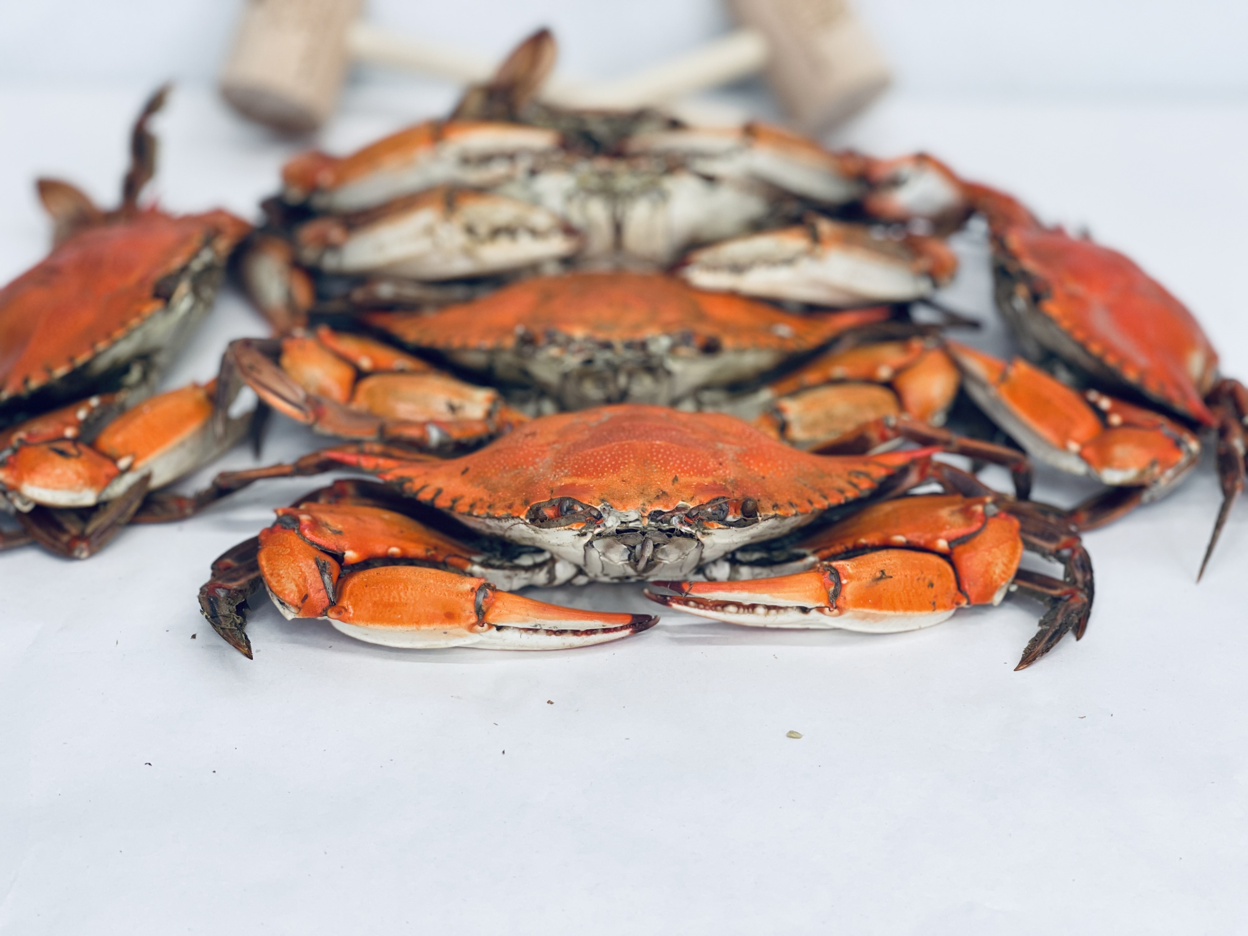 Standard Male Hard Crabs | Fresh Maryland Crabs | Crab Dynasty